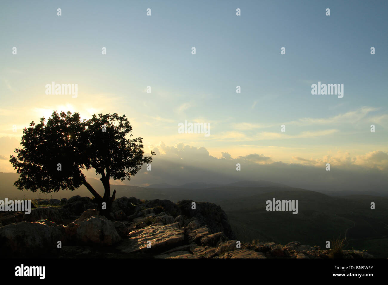 Israel, Lower Galilee, Carob tree at the top of Mount Arbel Stock Photo ...