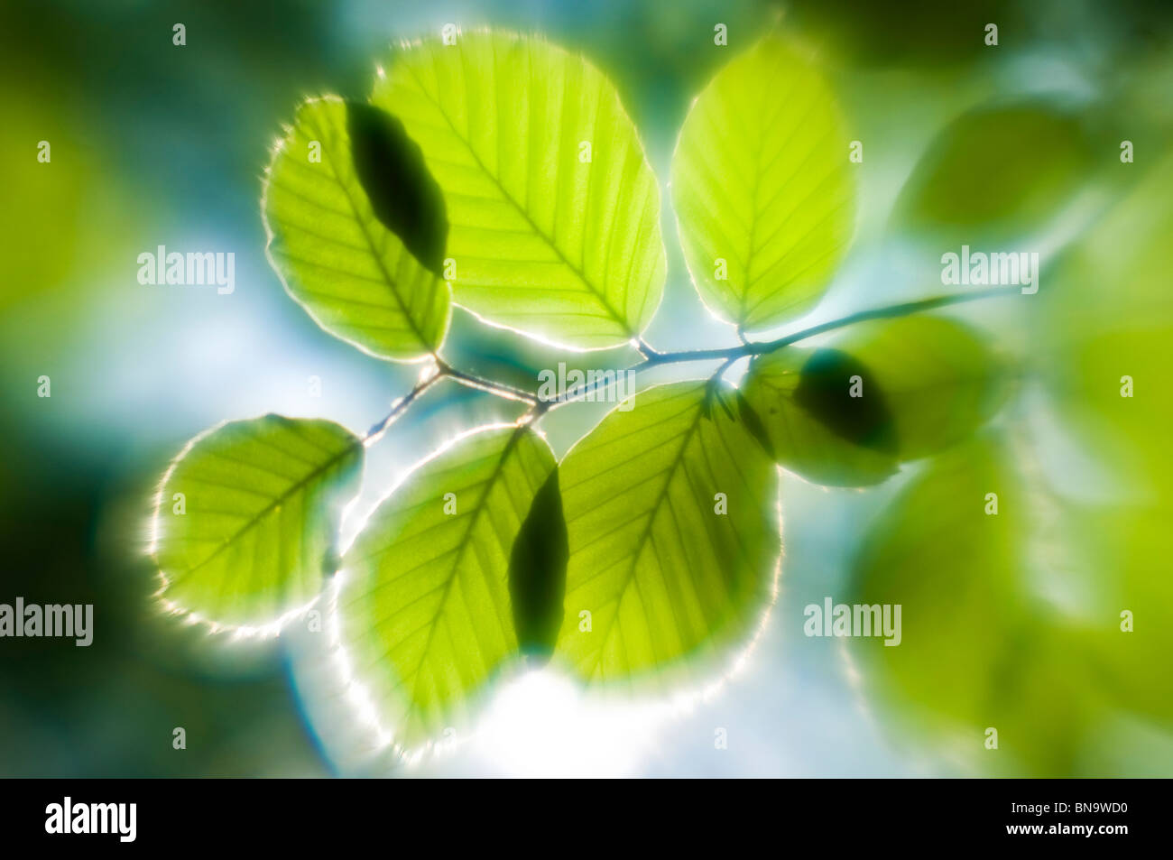 beech leaves with light effect, taken from below, summer Stock Photo ...