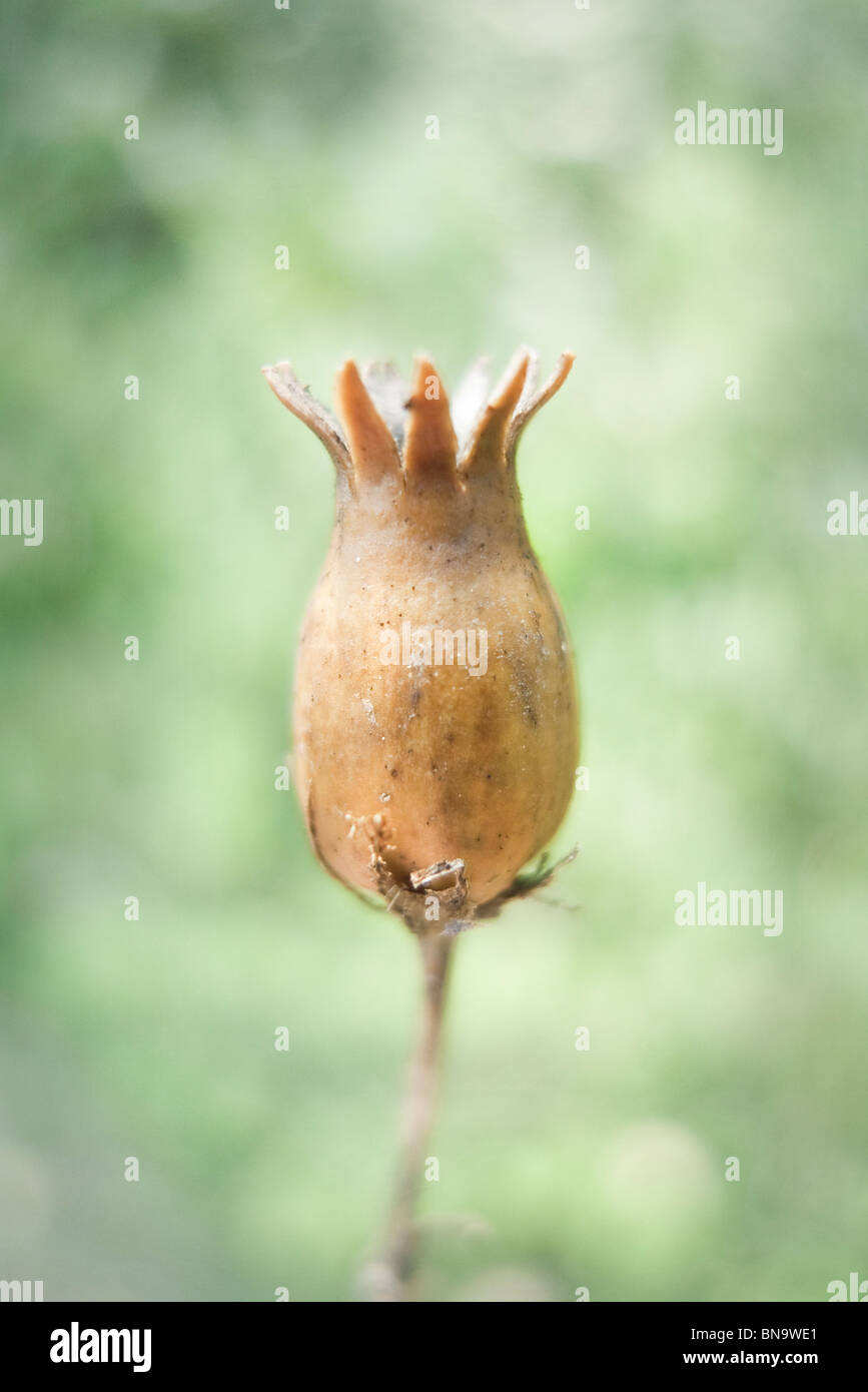 fruit, capsule, dried Stock Photo - Alamy
