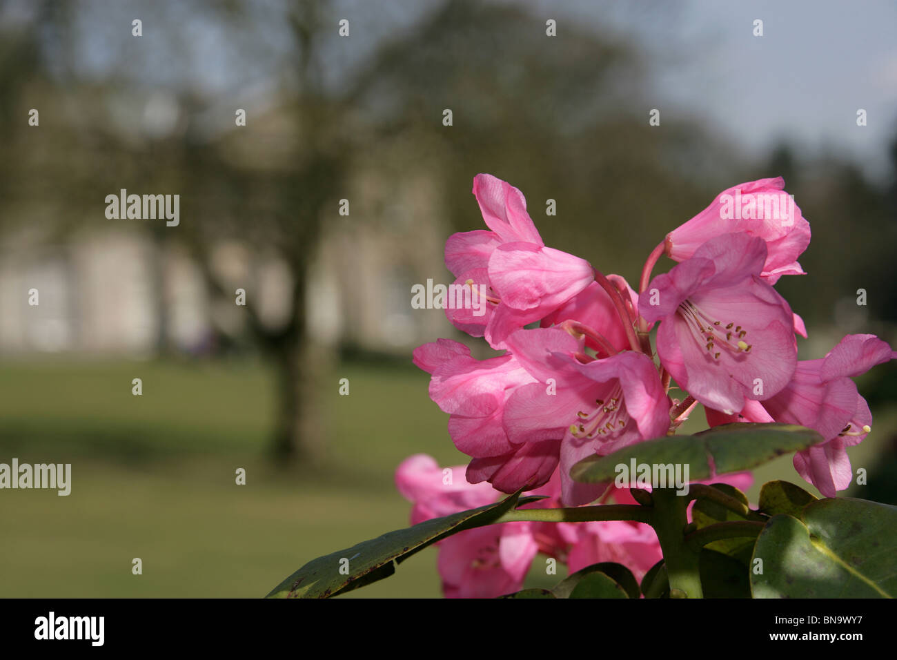 Estate of Tatton Park, England. Spring view of pink rhododendrons in ...
