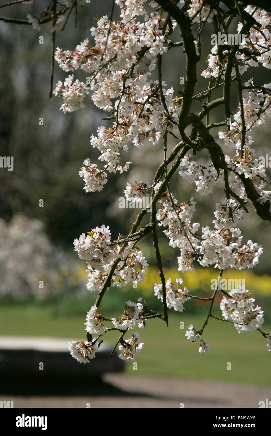 Tatton park gardens hi-res stock photography and images - Alamy