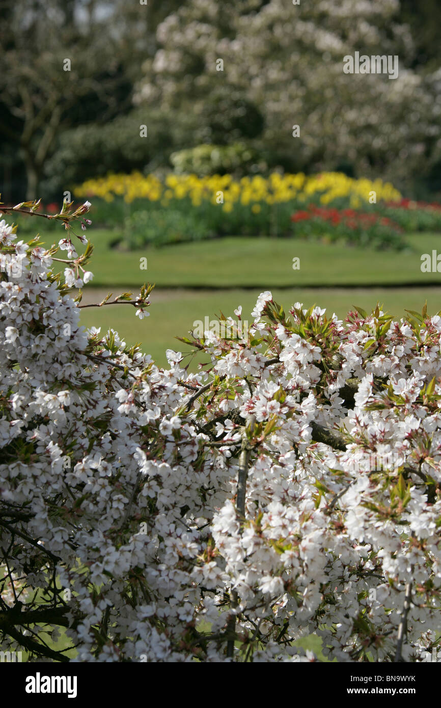 Estate of Tatton Park, England. Close up spring view of a cherry ...