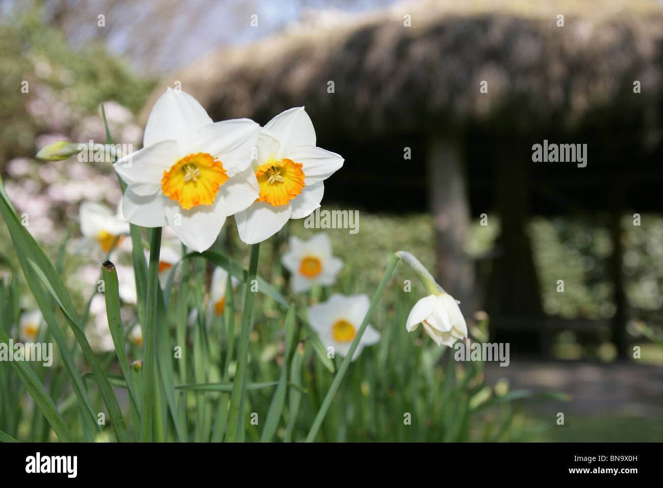 Estate of Tatton Park, England. Spring view of daffodils in full bloom ...