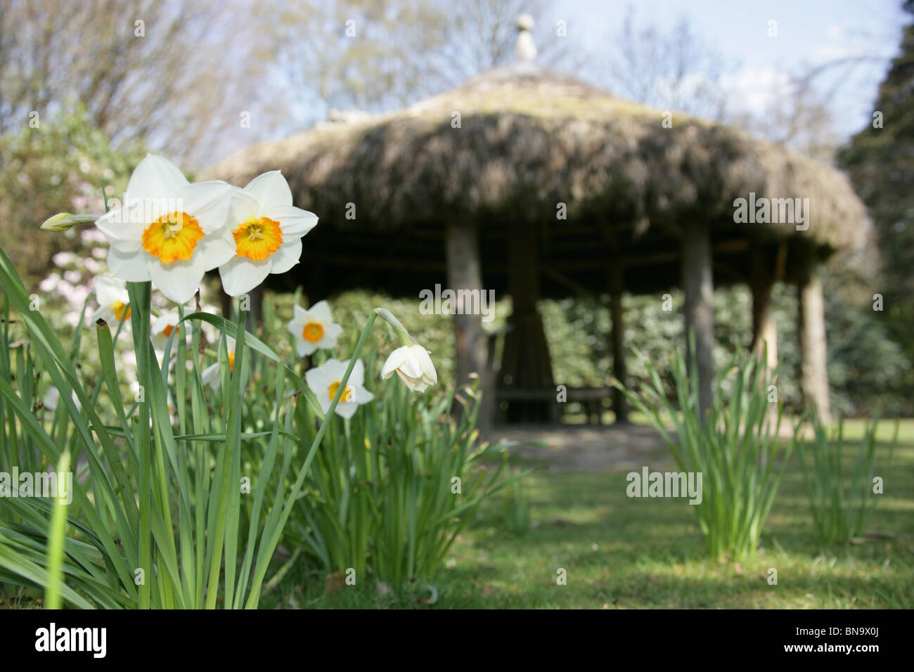Estate of Tatton Park, England. Spring view of daffodils in full bloom ...