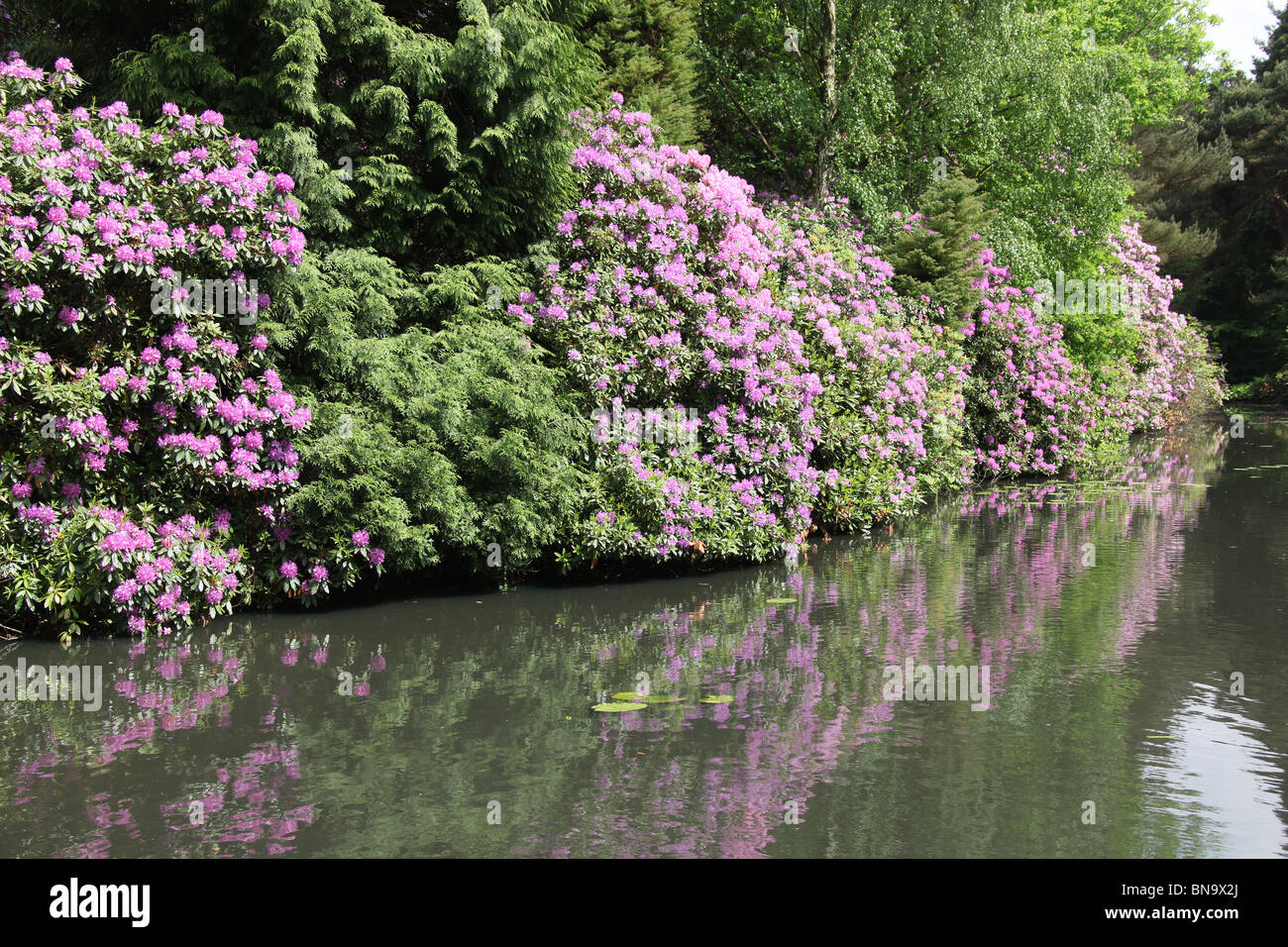 Estate of Tatton Park, England. Spring view of Tatton Gardens lake with ...