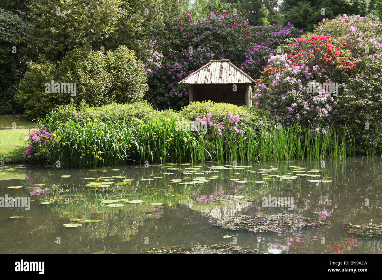 Estate of Tatton Park, England. Spring view of yellow water iris and ...