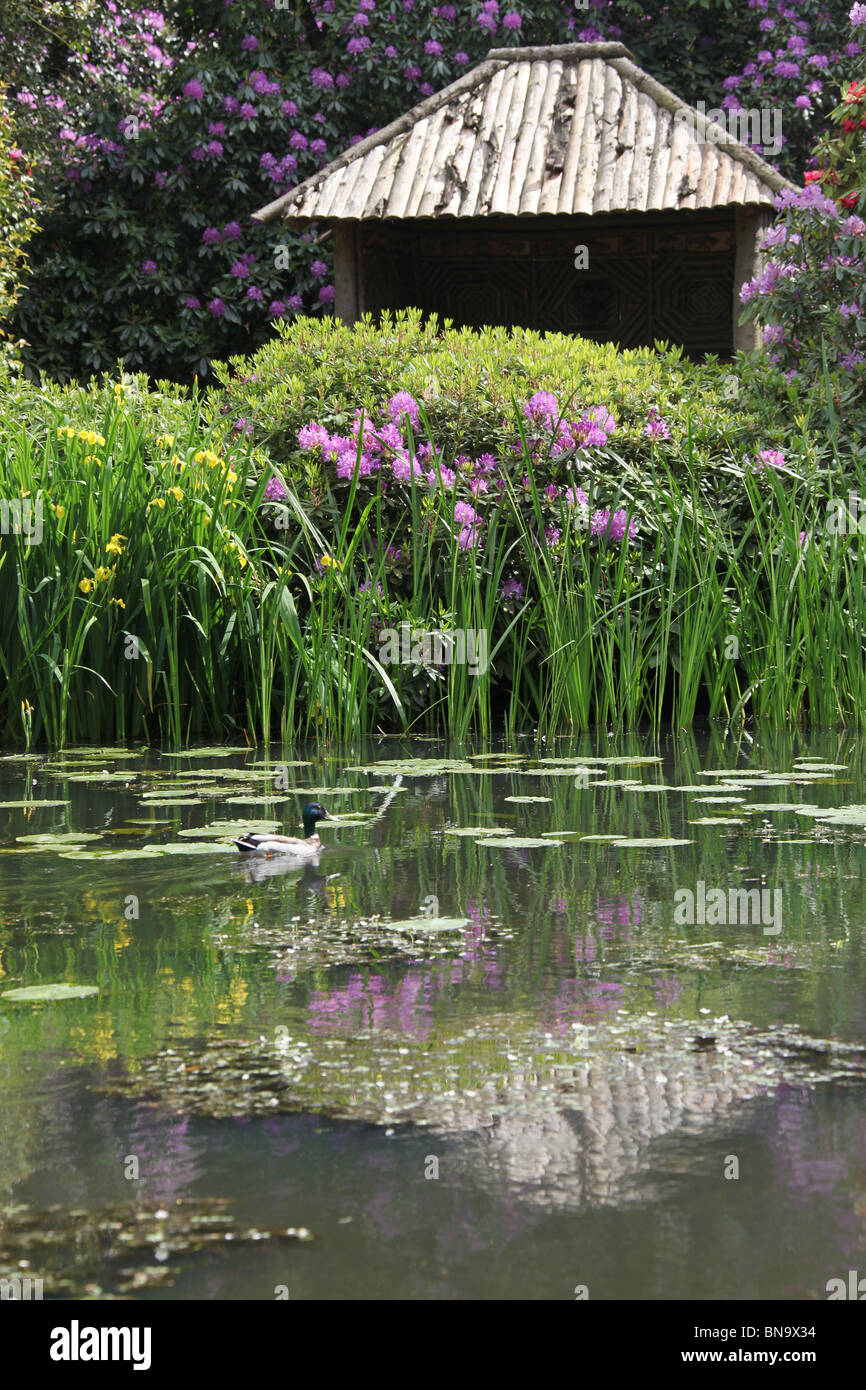 Estate of Tatton Park, England. Spring view of yellow water iris and ...