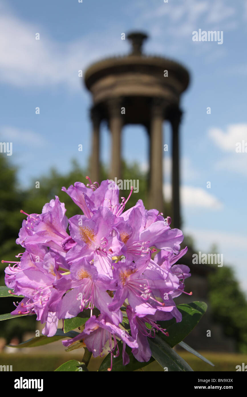 Estate of Tatton Park, England. Spring view of a purple rhododendron ...