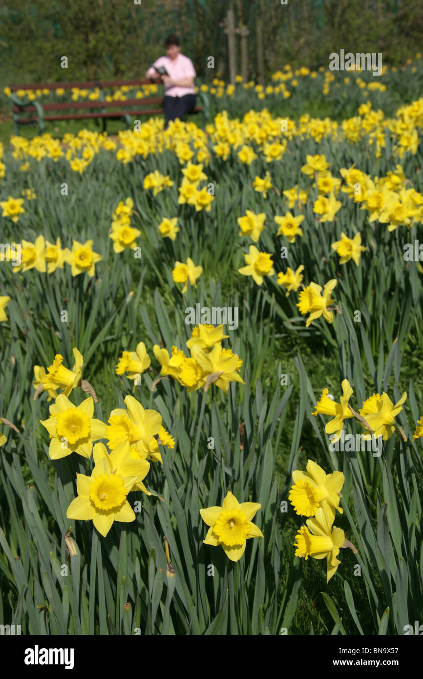 Walkden Gardens, Sale, England. Close up view of a mass of daffodils at ...