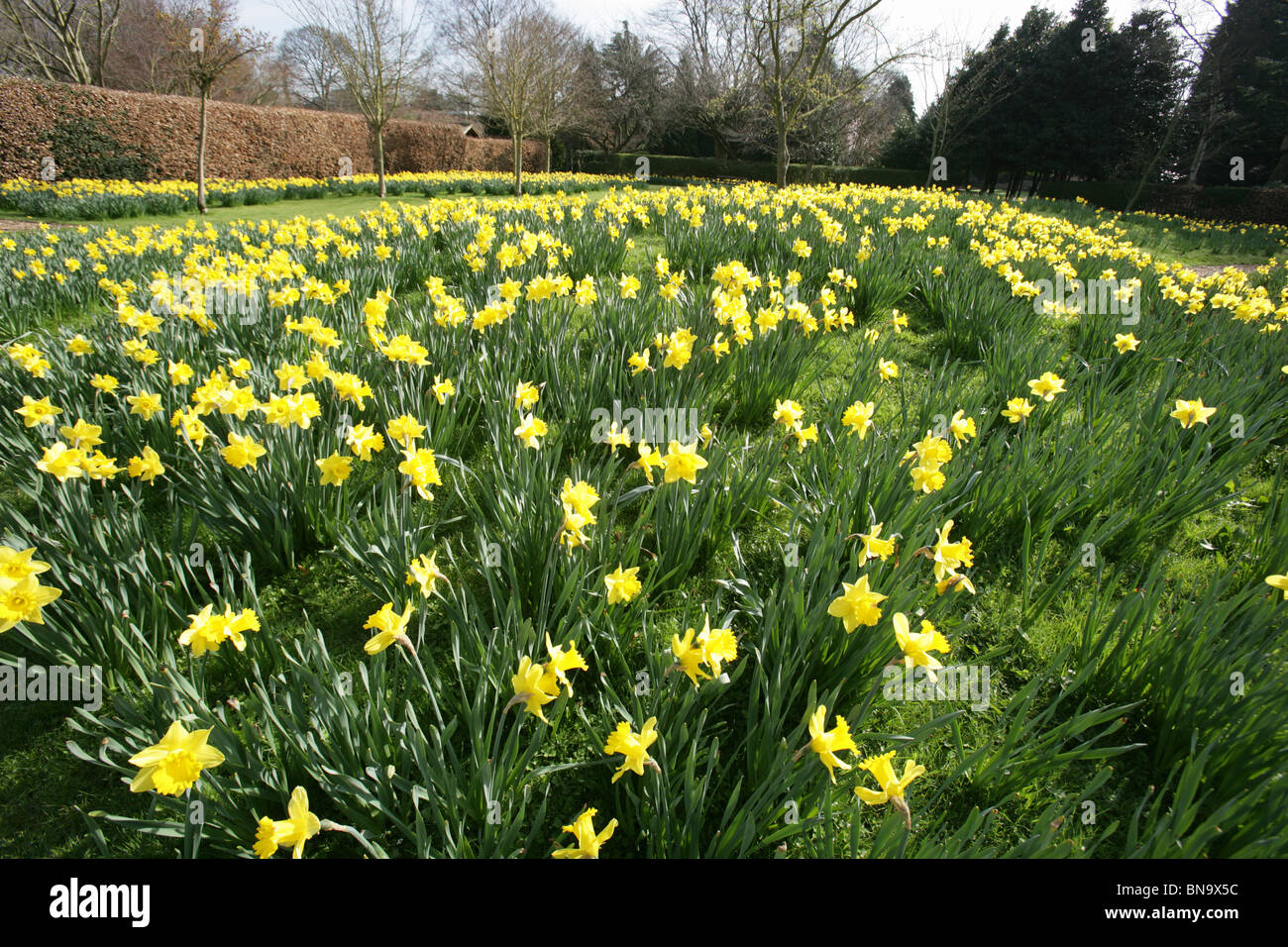 Walkden Gardens, Sale, England. A mass of daffodils at full bloom in ...