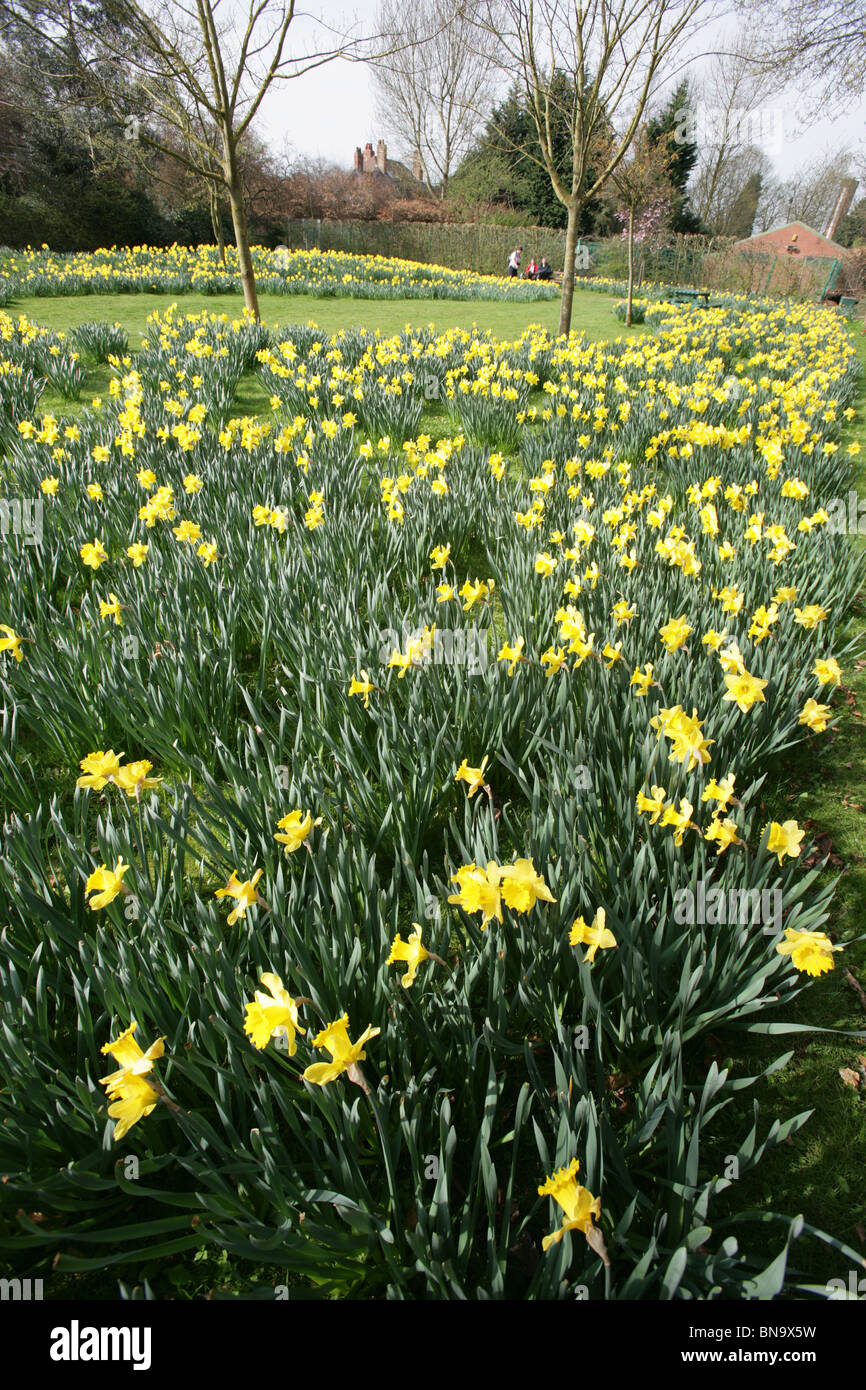 Walkden Gardens, Sale, England. A mass of daffodils at full bloom in ...