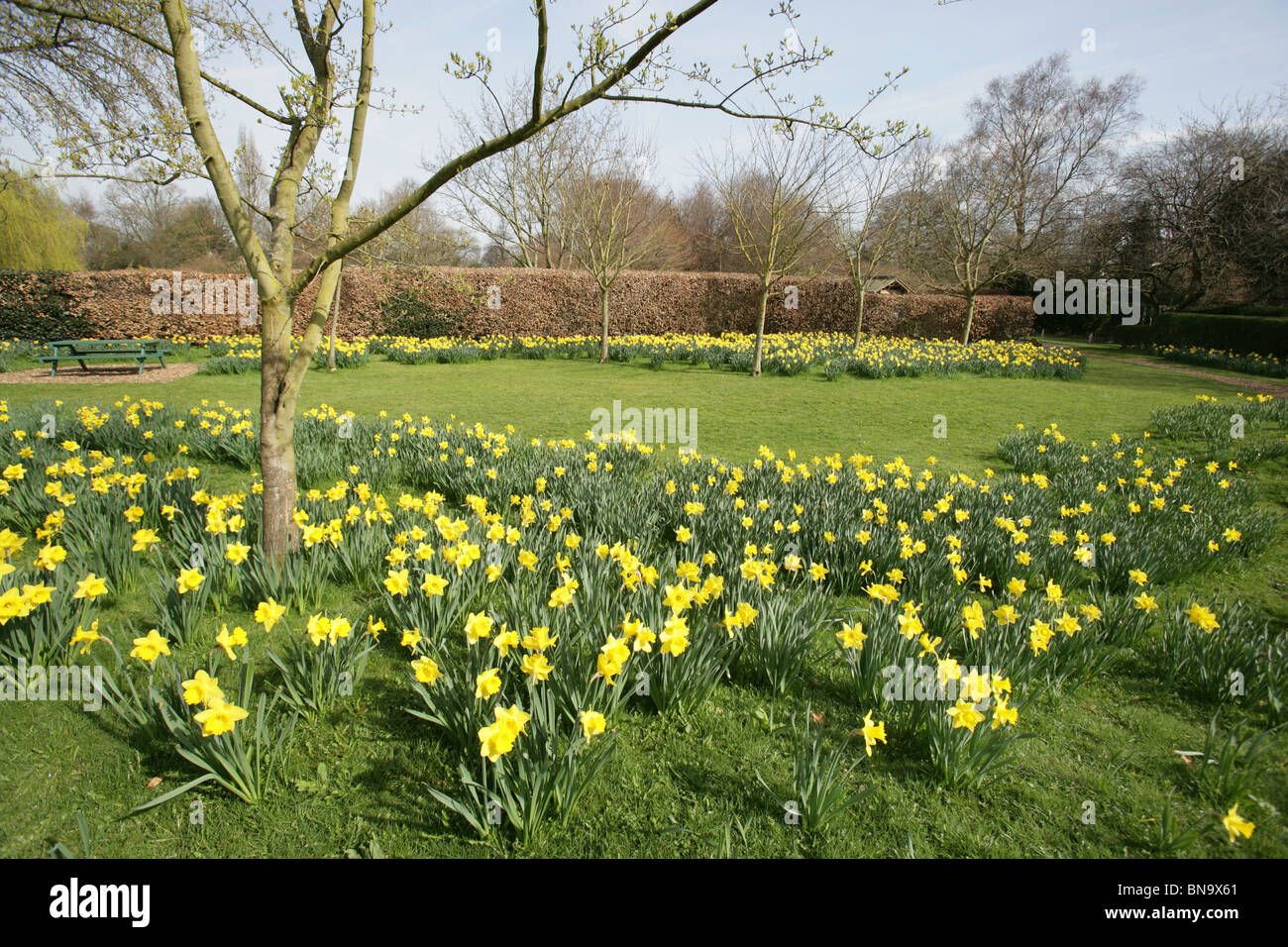 Walkden Gardens, Sale, England. A mass of daffodils at full bloom in ...