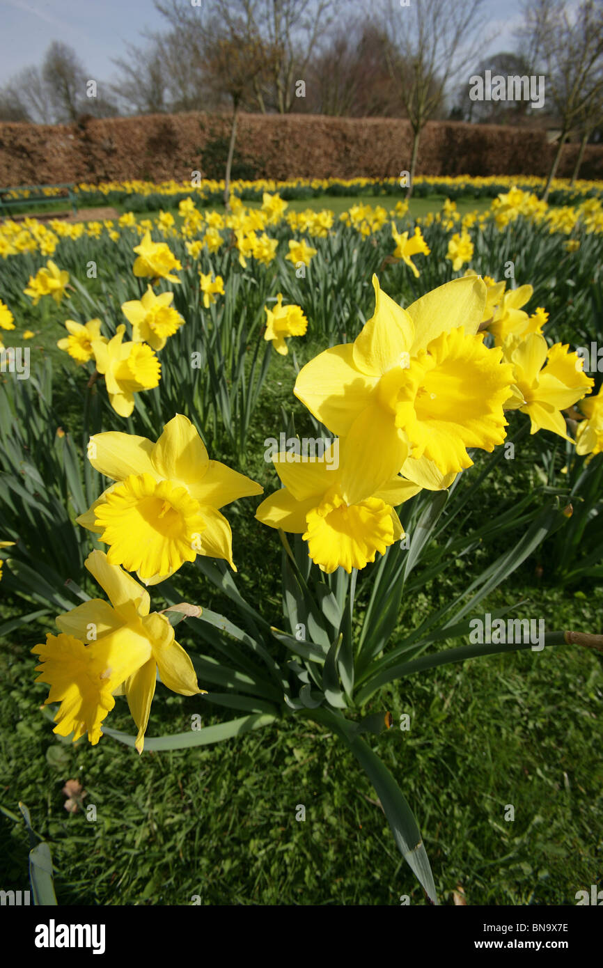 Walkden Gardens, Sale, England. Close up view of a bunch of daffodils ...