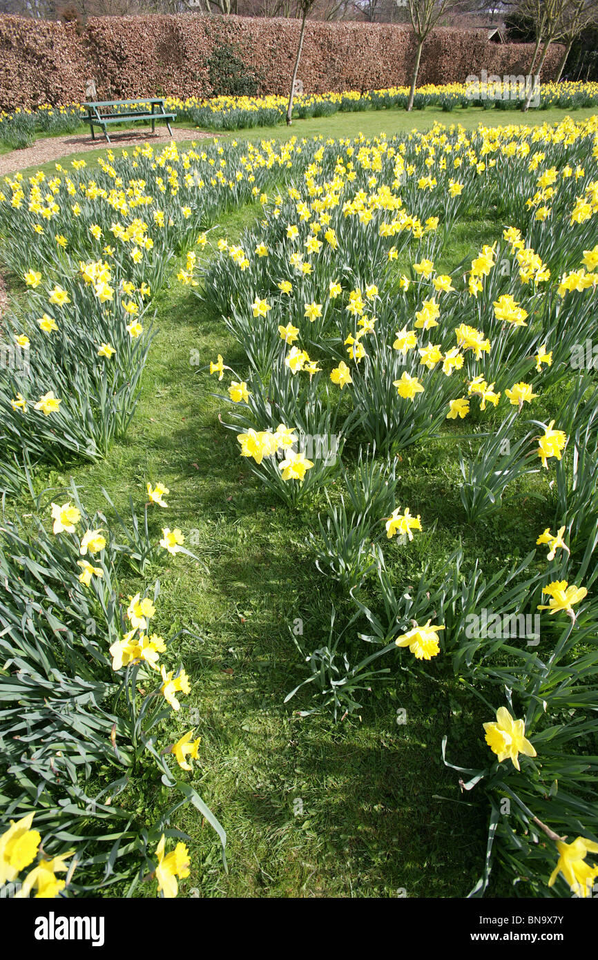 Walkden Gardens, Sale, England. A mass of daffodils at full bloom in ...