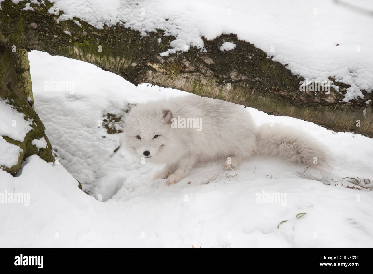 Arctic fox at Dresden Zoo Stock Photo - Alamy