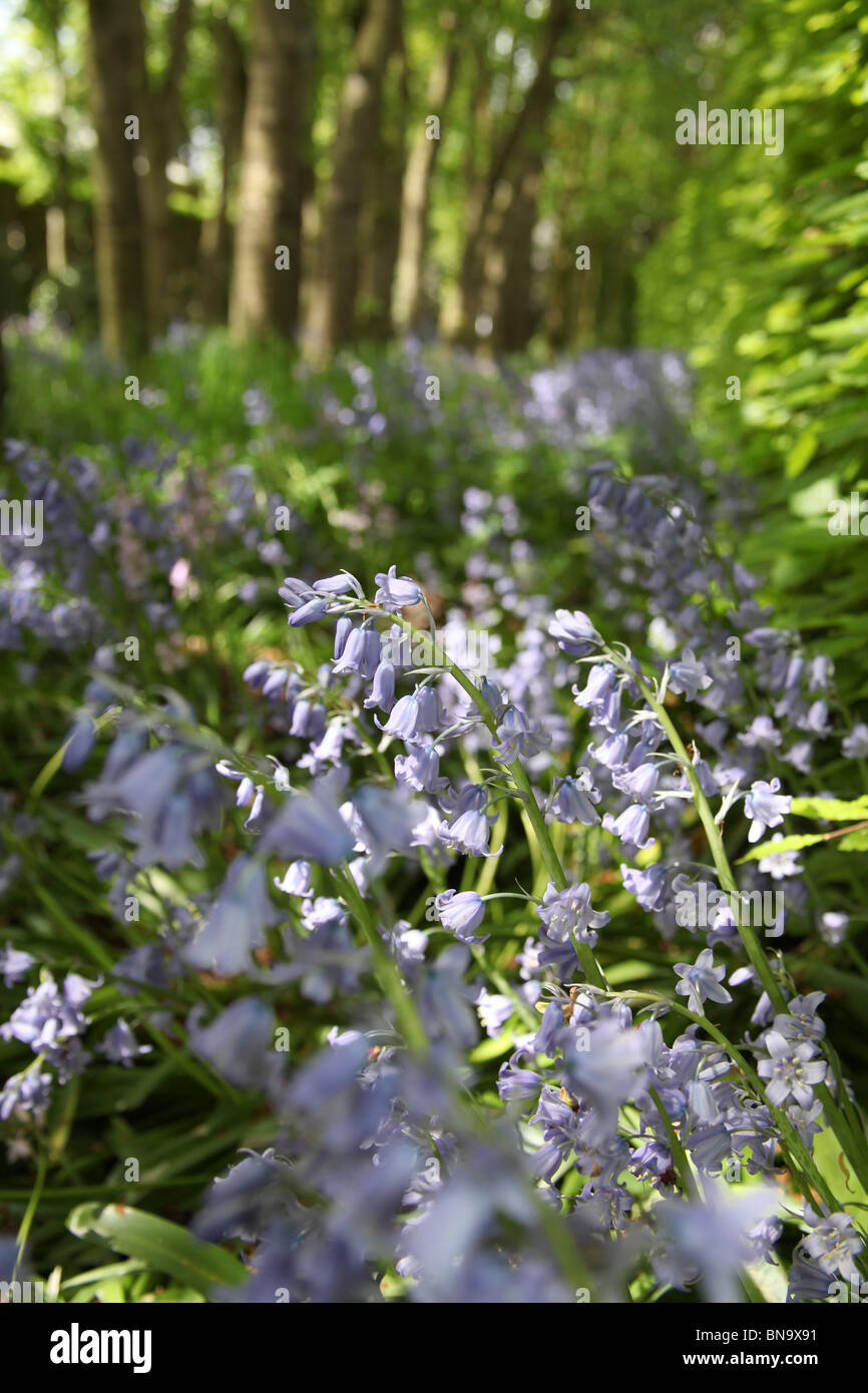 Walkden Gardens, Sale, England. Spring view of bluebells in full bloom ...