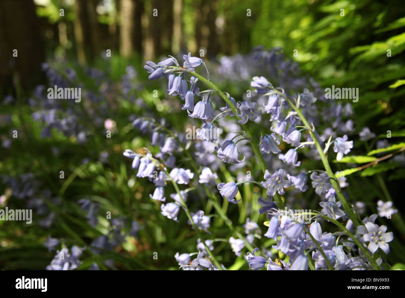 Walkden Gardens, Sale, England. Spring view of bluebells in full bloom ...