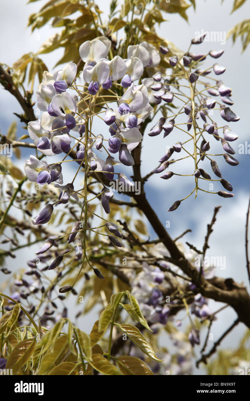 Walkden Gardens, Sale, England. Close up spring view of a wisteria in ...