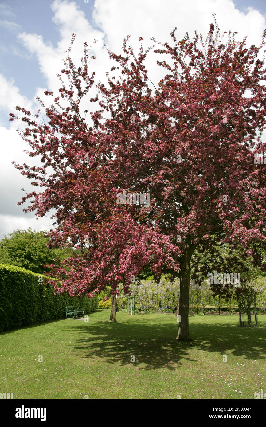 Walkden Gardens, Sale, England. Spring view of a tree in full blossom ...