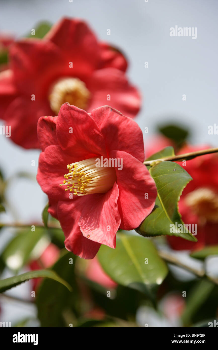 Camellias bloom hi-res stock photography and images - Alamy
