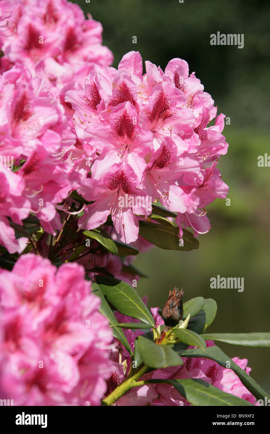 Walton Hall and Gardens. Picturesque spring view of pink rhododendrons ...
