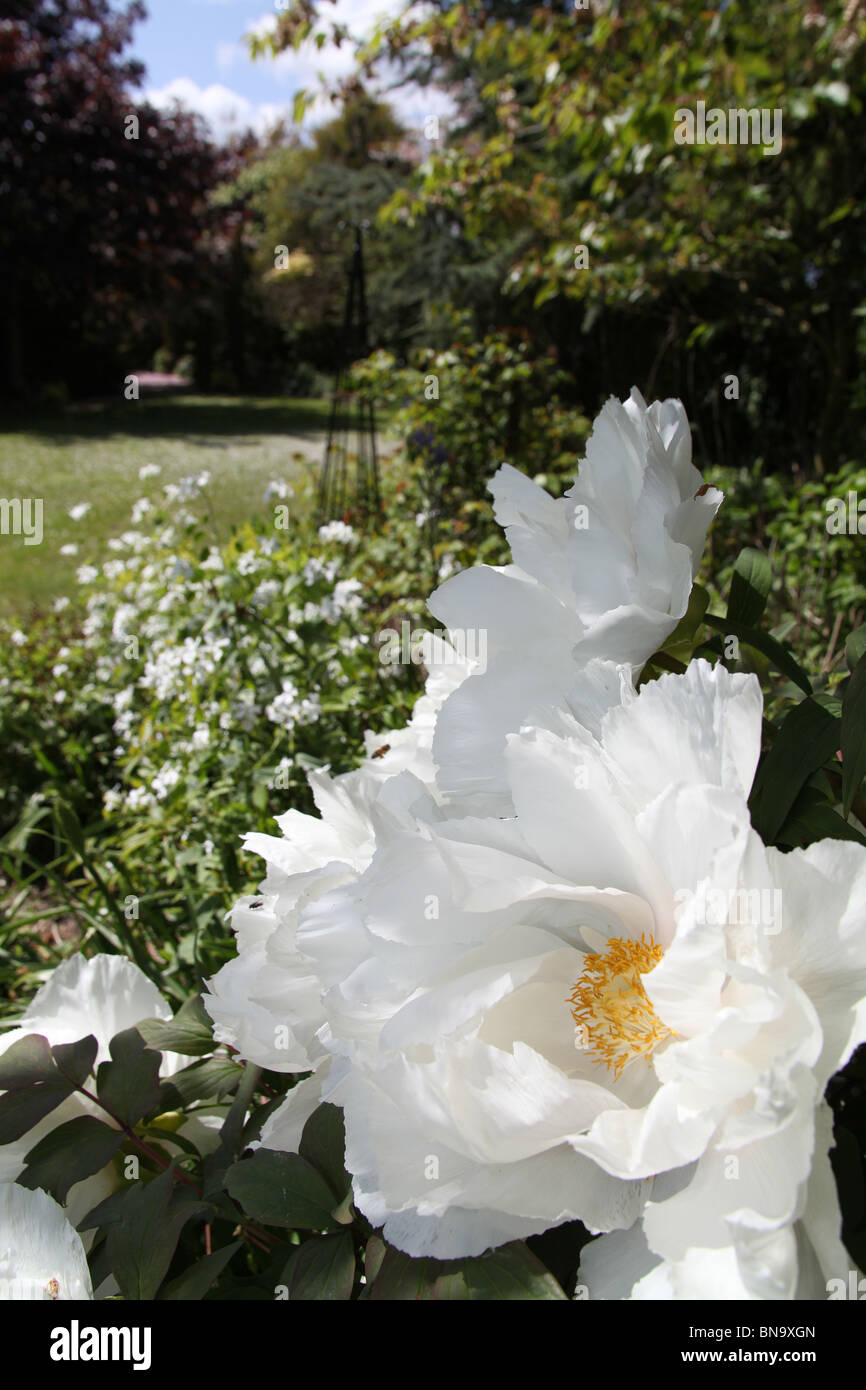 Weeping Ash Garden, England. Spring view of a white Japanese peony in ...