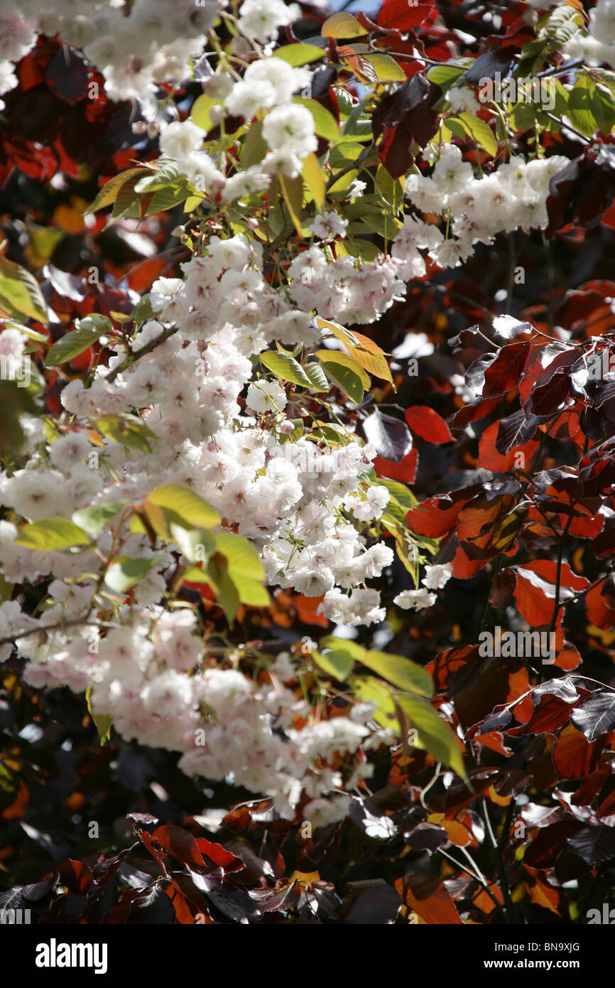Ash blossom uk hi-res stock photography and images - Alamy