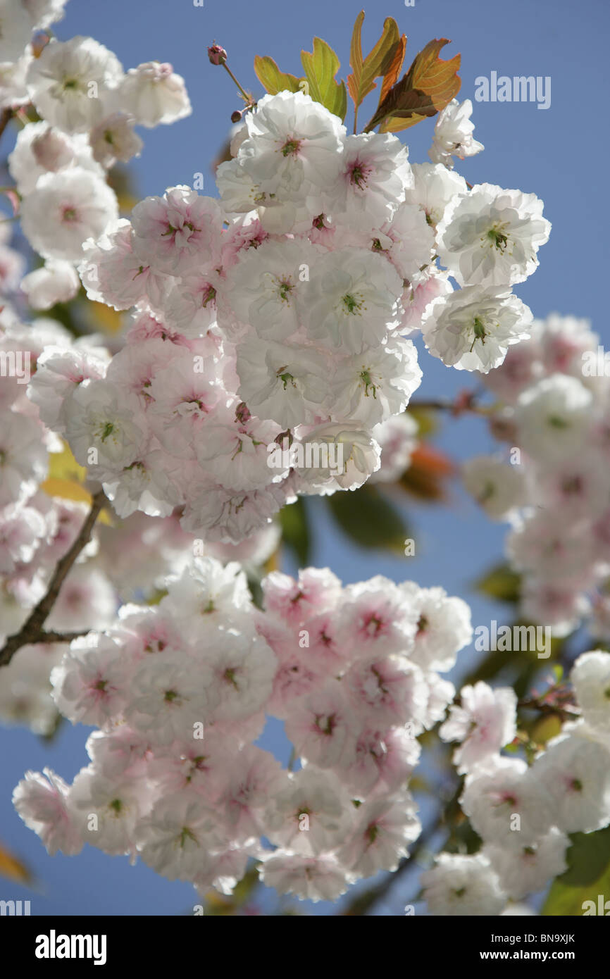 Weeping Ash Garden, England. Spring view of a white and pink cherry ...