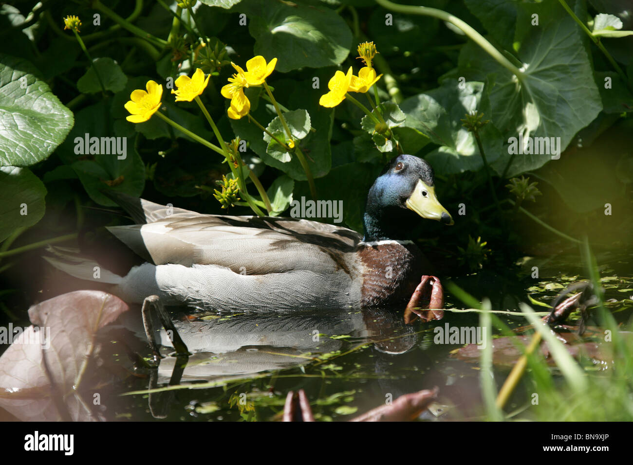Popular in uk ponds hi-res stock photography and images - Alamy