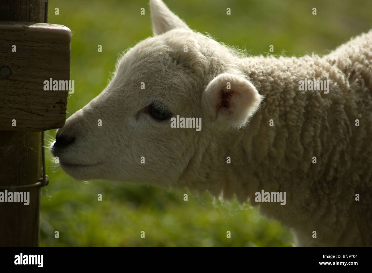 lamb sniffing the fence Stock Photo - Alamy