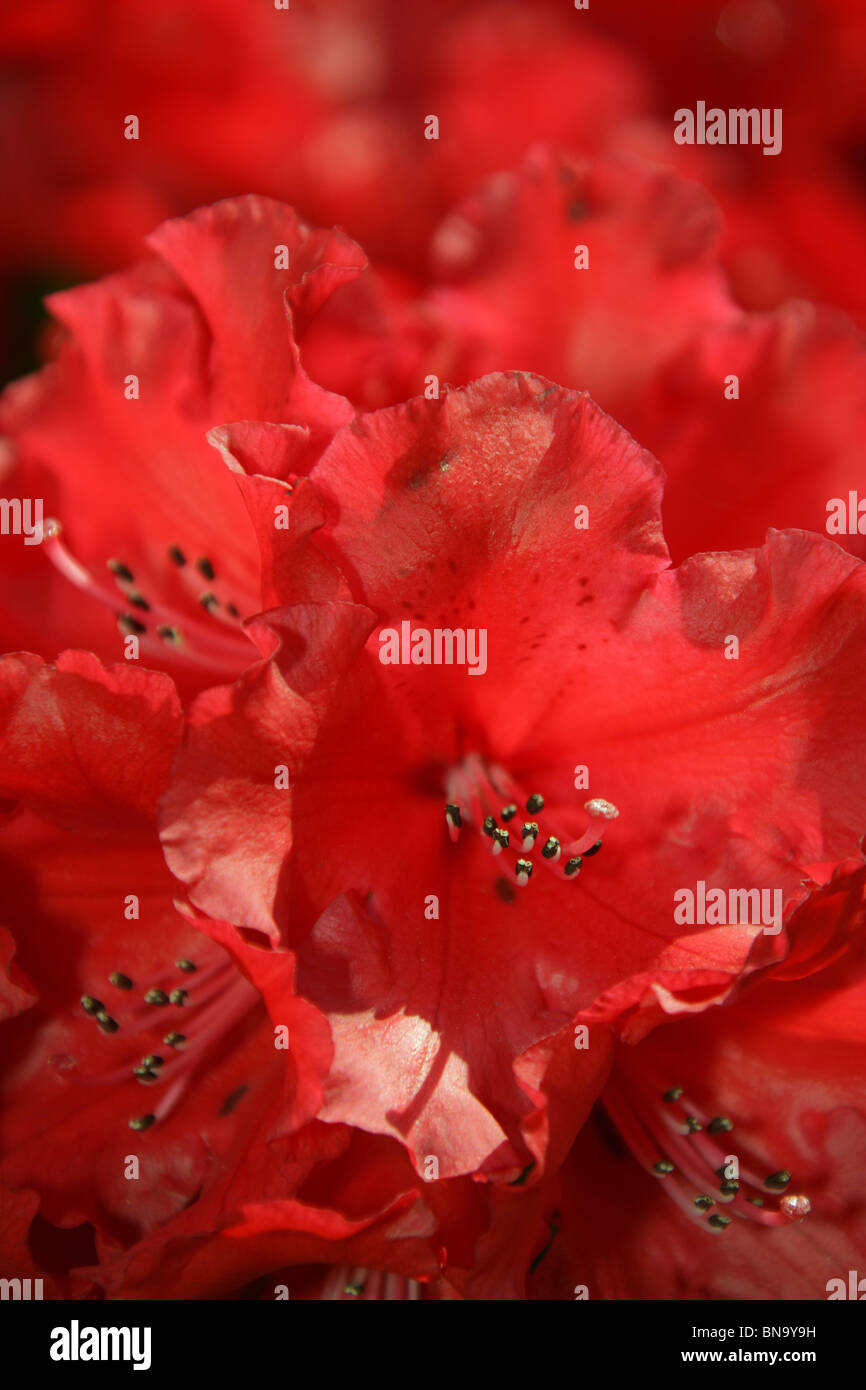 Cholmondeley Castle Gardens. Close up view of red rhododendrons in full ...