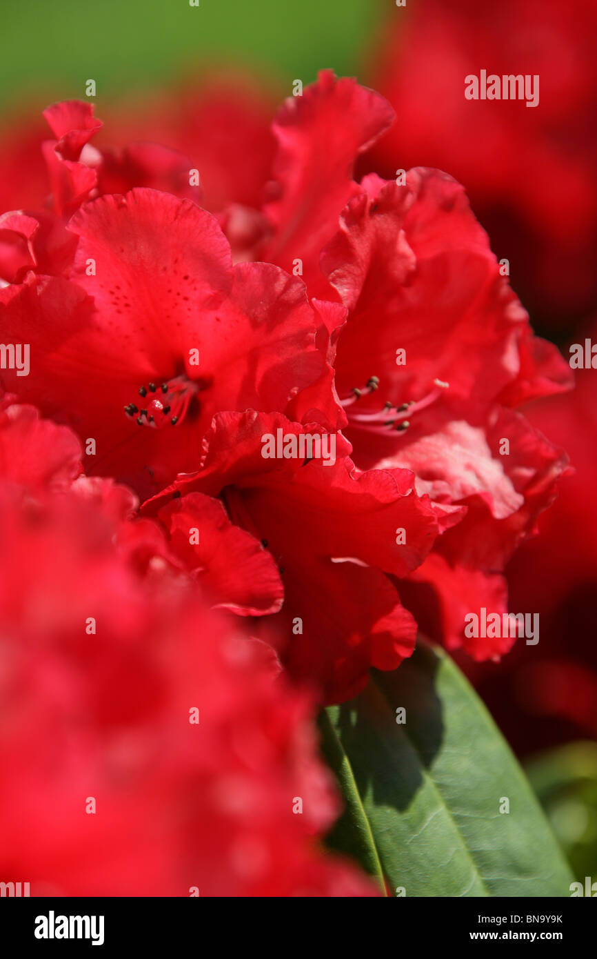 Cholmondeley Castle Gardens. Close up view of red rhododendrons in full ...