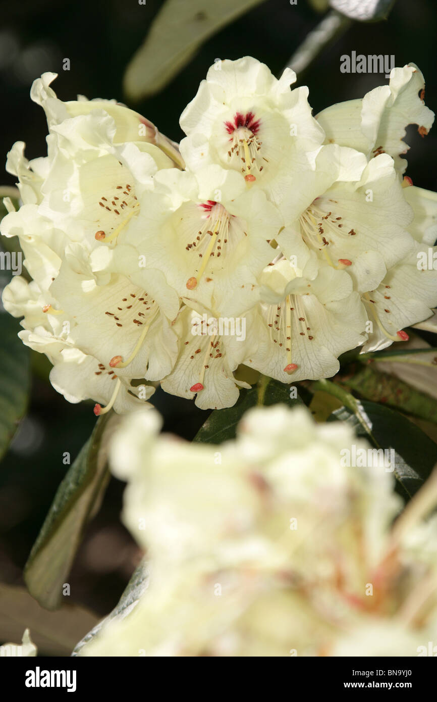 Cholmondeley Castle Gardens. Close up view of white rhododendrons in ...