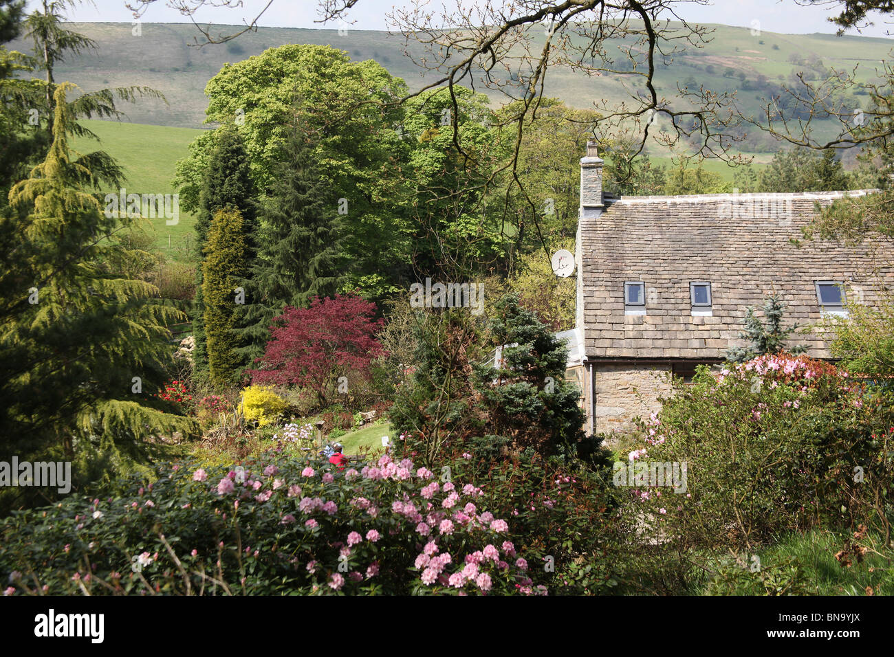 Dunge Valley Rhododendron Gardens, England. Spring view of Dunge Valley ...