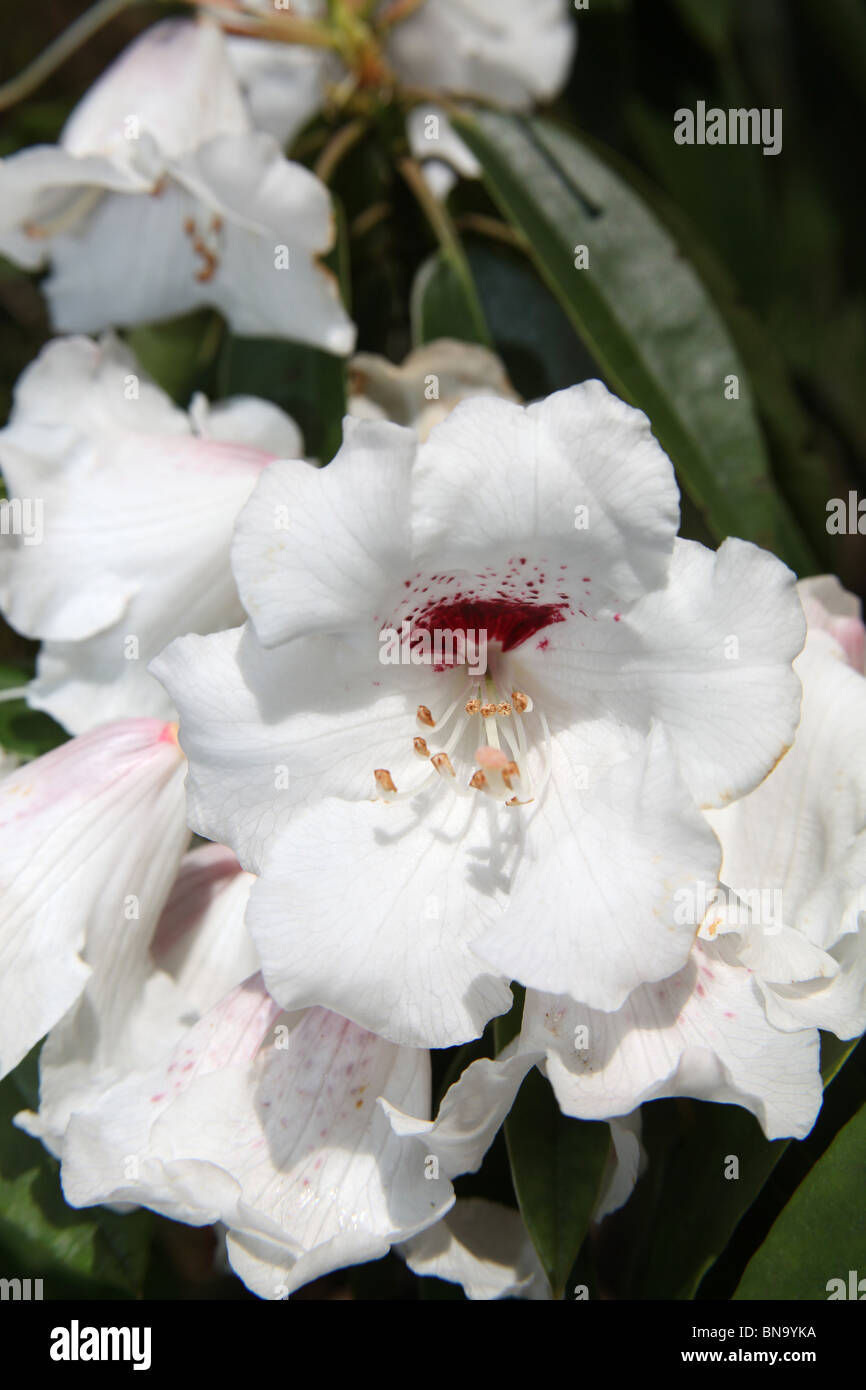 Dunge Valley Rhododendron Gardens, England. Spring close up view of ...