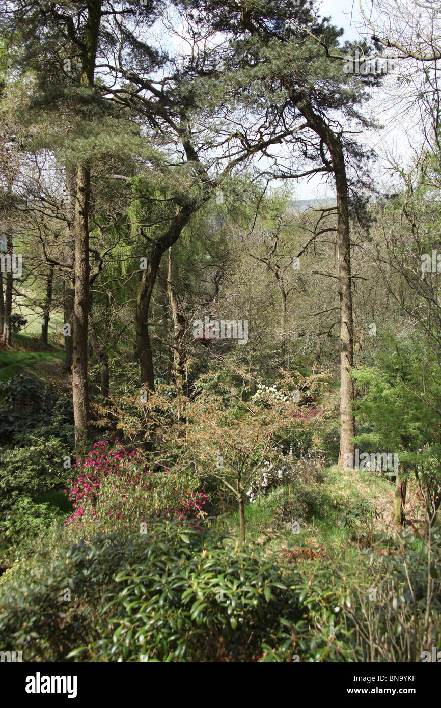 Dunge Valley Rhododendron Gardens, England. Spring view of Dunge Valley ...