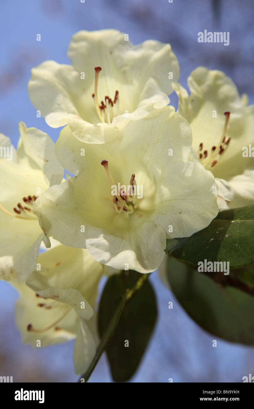 Dunge Valley Rhododendron Gardens, England. Spring close up view of ...