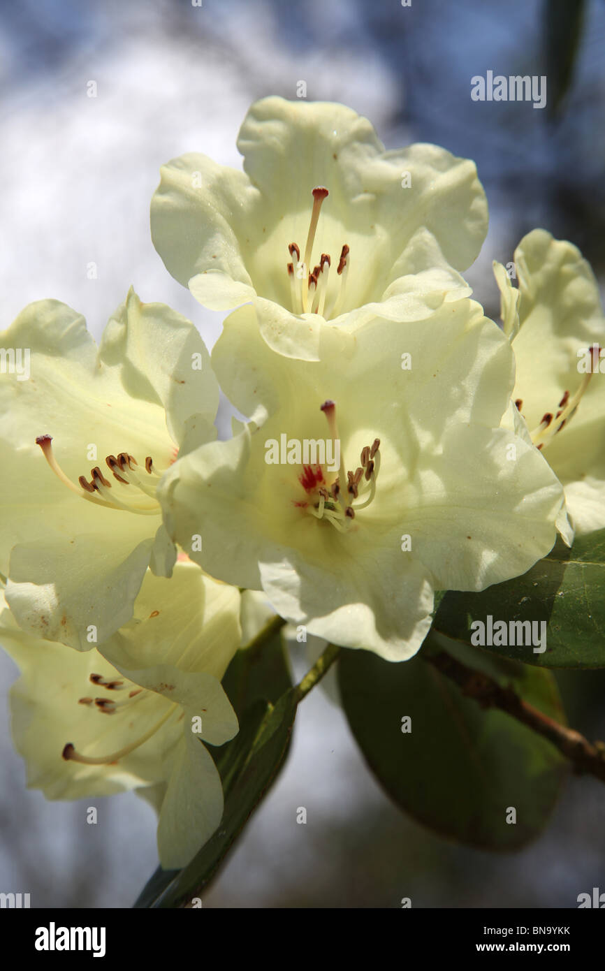 Dunge Valley Rhododendron Gardens, England. Spring close up view of ...