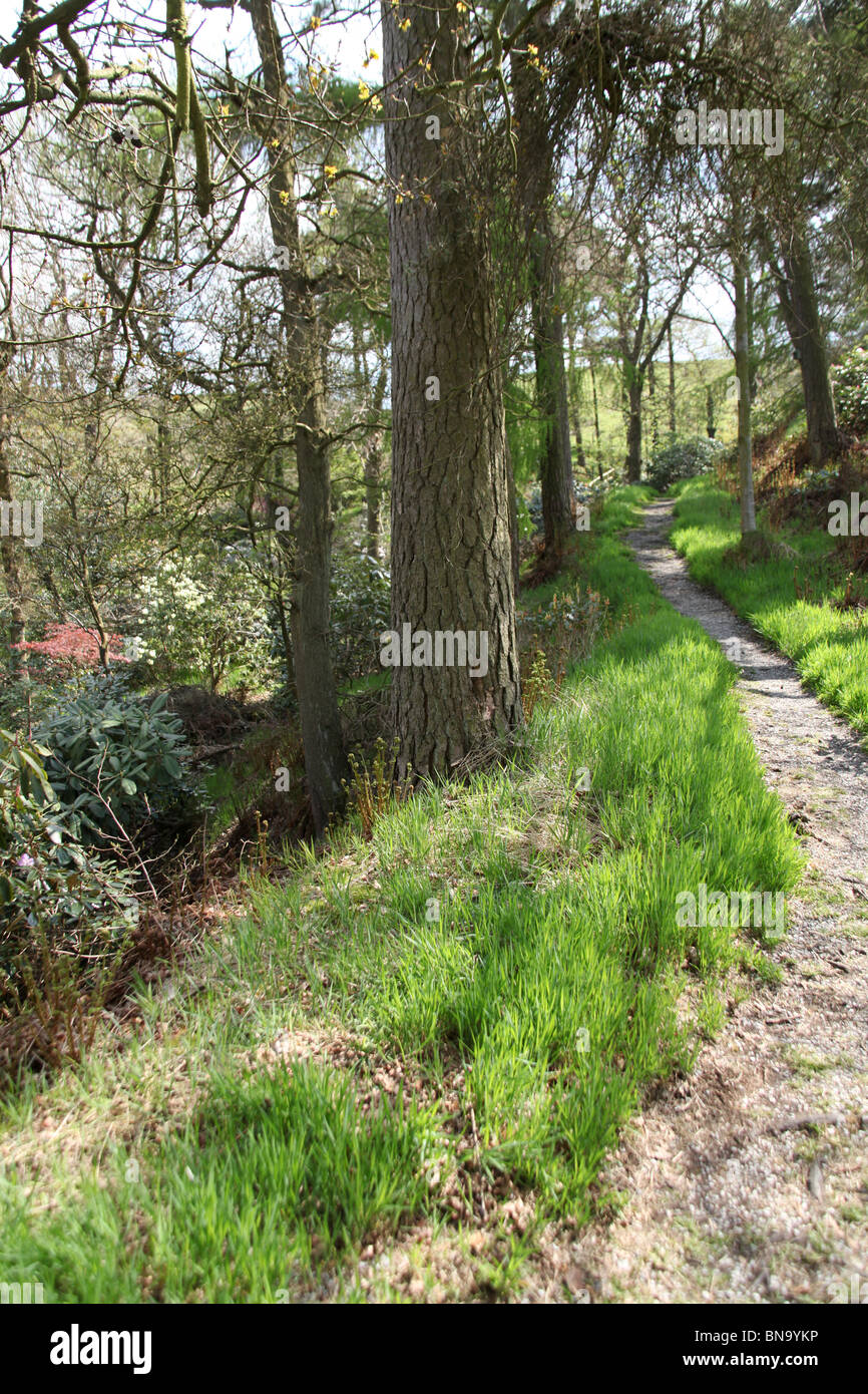 Dunge Valley Rhododendron Gardens, England. Spring view of Dunge Valley ...