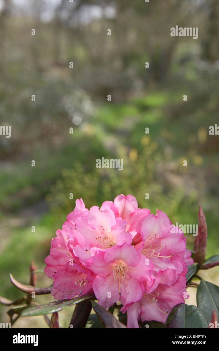 Dunge Valley Rhododendron Gardens, England. Spring view of pink ...