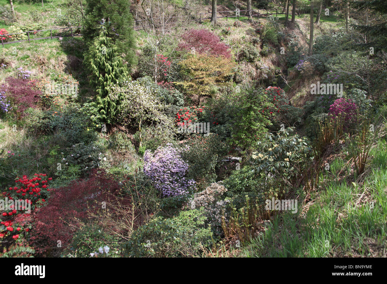 Dunge Valley Rhododendron Gardens, England. Elevated spring view of ...