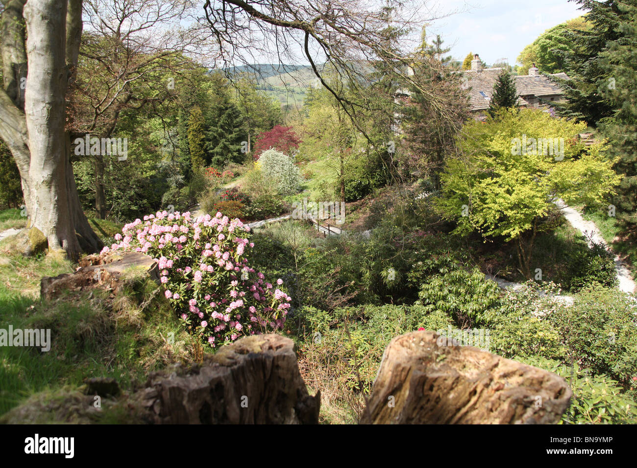 Dunge Valley Rhododendron Gardens, England. Spring view of Dunge Valley ...