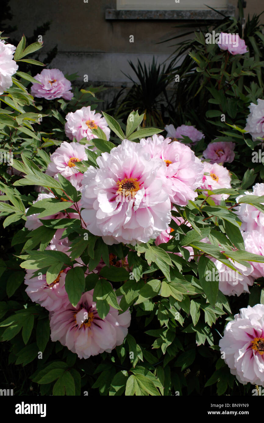 English peony hi-res stock photography and images - Alamy