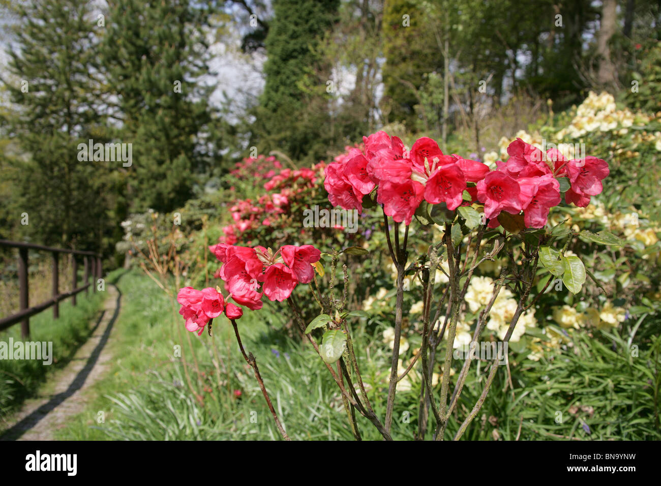 Dunge Valley Rhododendron Gardens, England. Spring view of the gardens ...