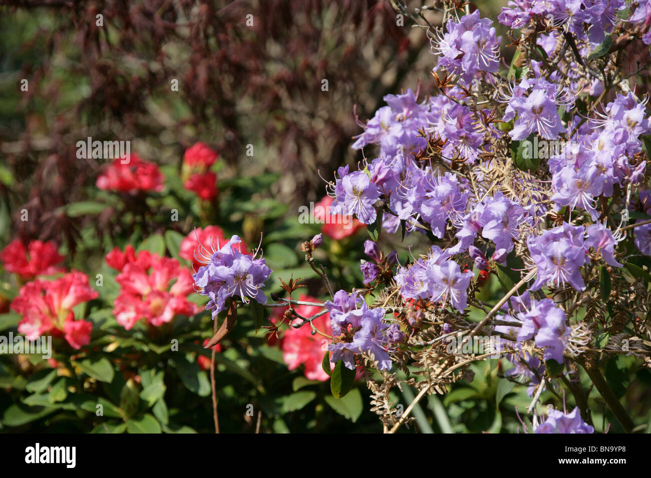 Dunge Valley Rhododendron Gardens, England. Spring view of lilac ...