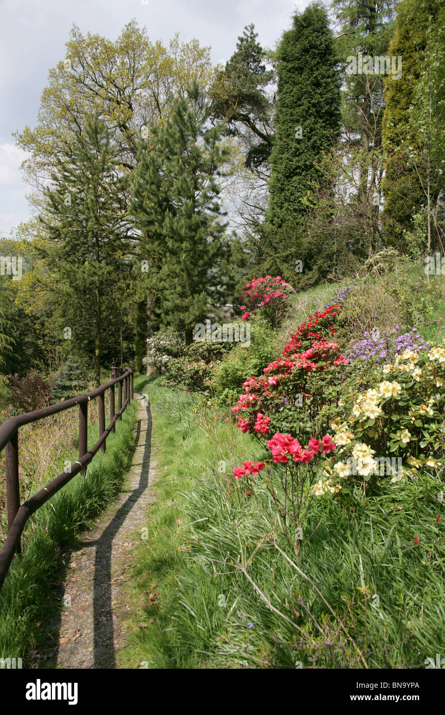 Dunge Valley Rhododendron Gardens, England. Spring view of the gardens ...