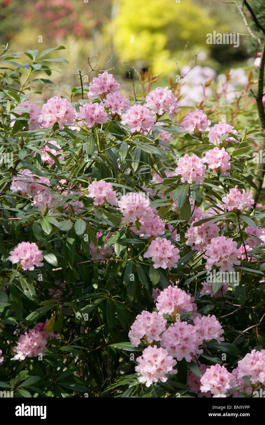 Dunge Valley Rhododendron Gardens, England. Spring view of pink ...