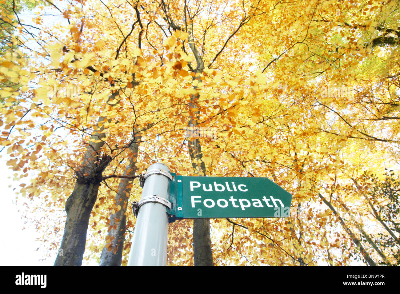 Royal forest of dean hi-res stock photography and images - Alamy