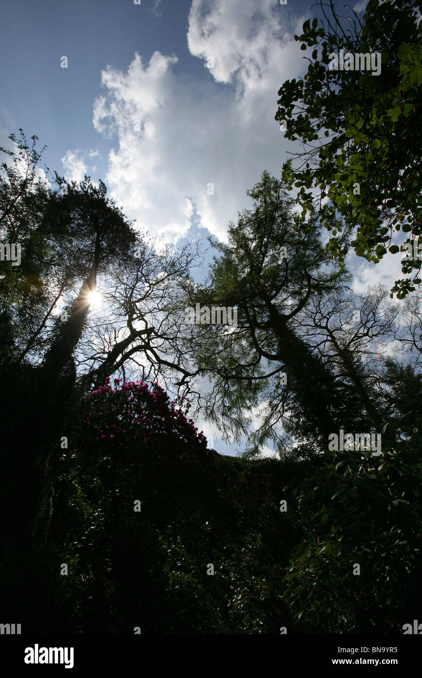 Dunge Valley Rhododendron Gardens, England. Low angled silhouetted ...