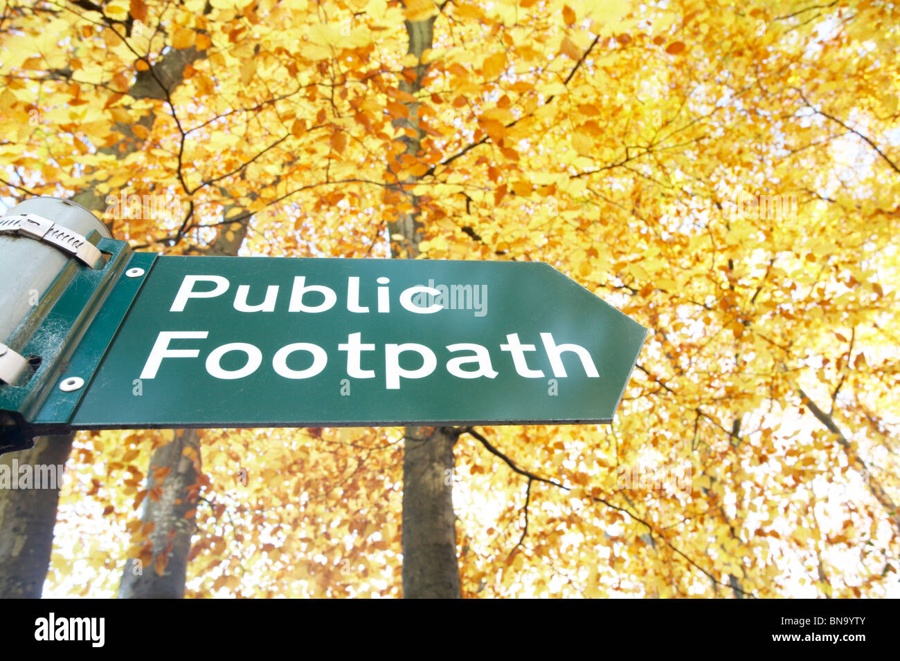 Royal forest of dean hi-res stock photography and images - Alamy